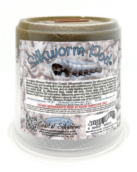 Live Silkworms For Sale (bombyx mori) Easy Silkworm Care