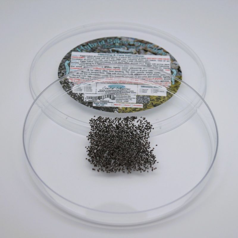 silkworm egg production