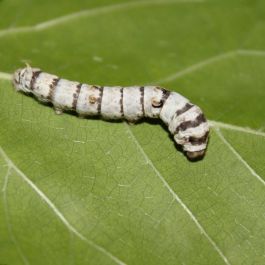 Live Zebra Silkworms